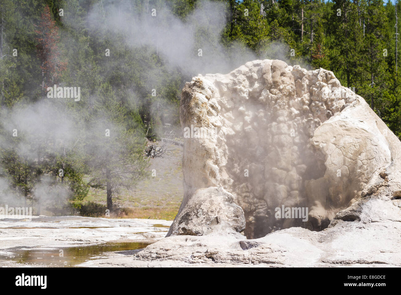 active geyser in yellowstone national park bright summer day Stock ...