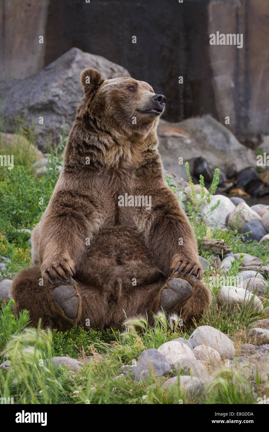 adult male grizzly bear sitting on his rear end reaching for his rear ...