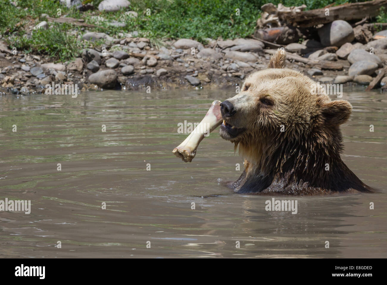 large grizzly bear biting a bone in a pond with dirty water Stock Photo ...
