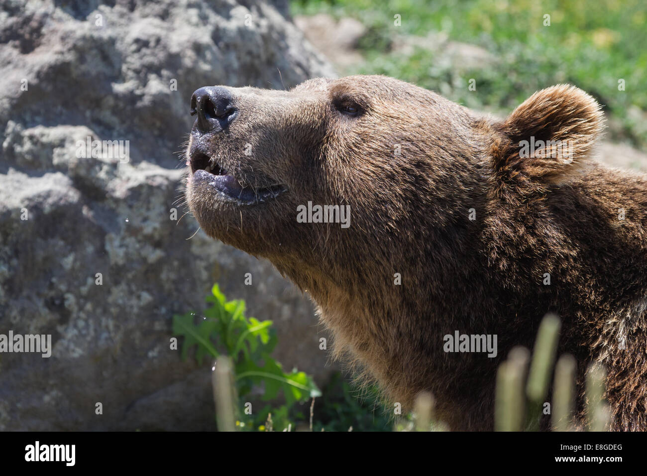 Close up to a grizzly bear hi-res stock photography and images - Alamy