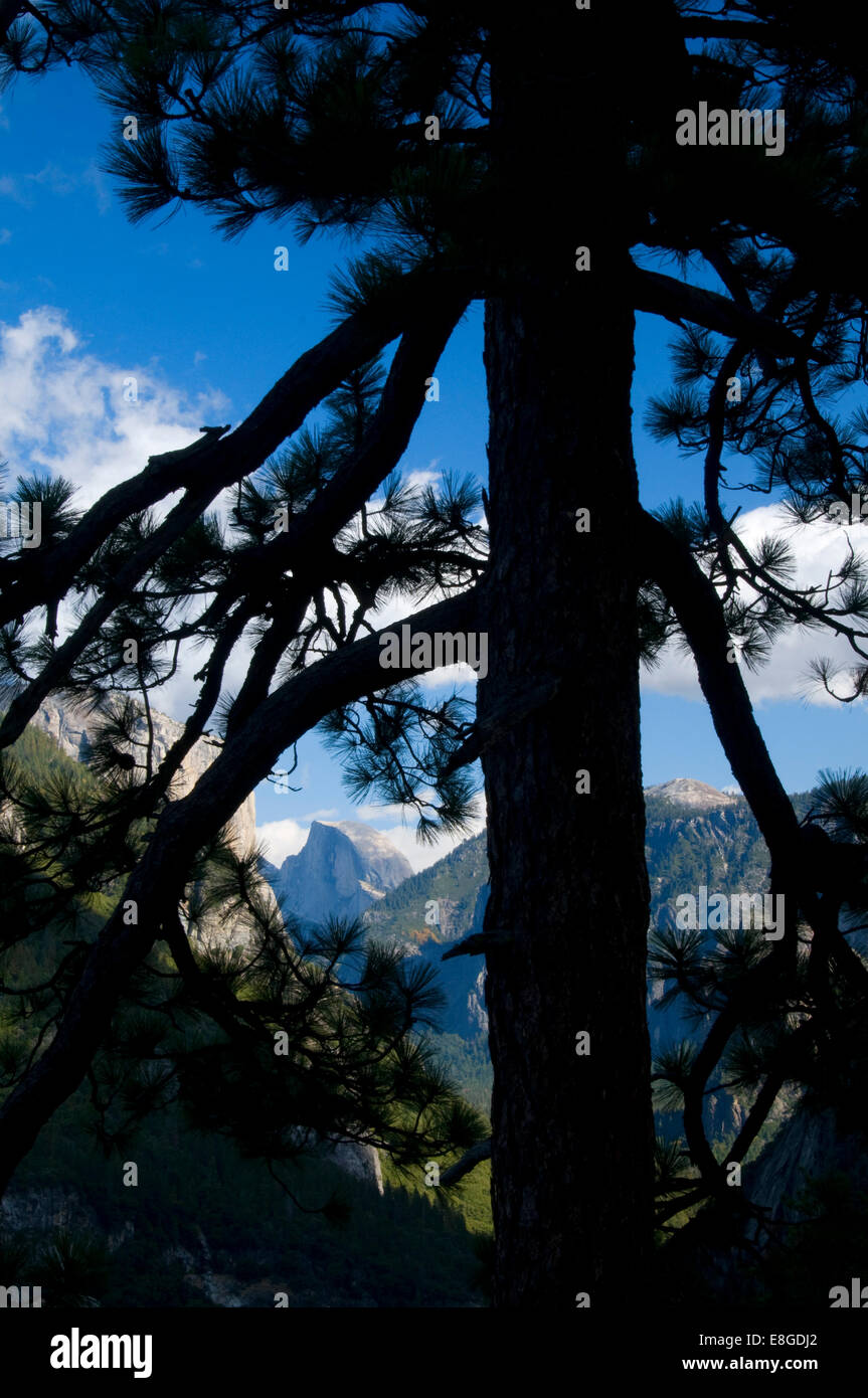 Half Dome through pine from Turtleback Dome, Yosemite National Park ...