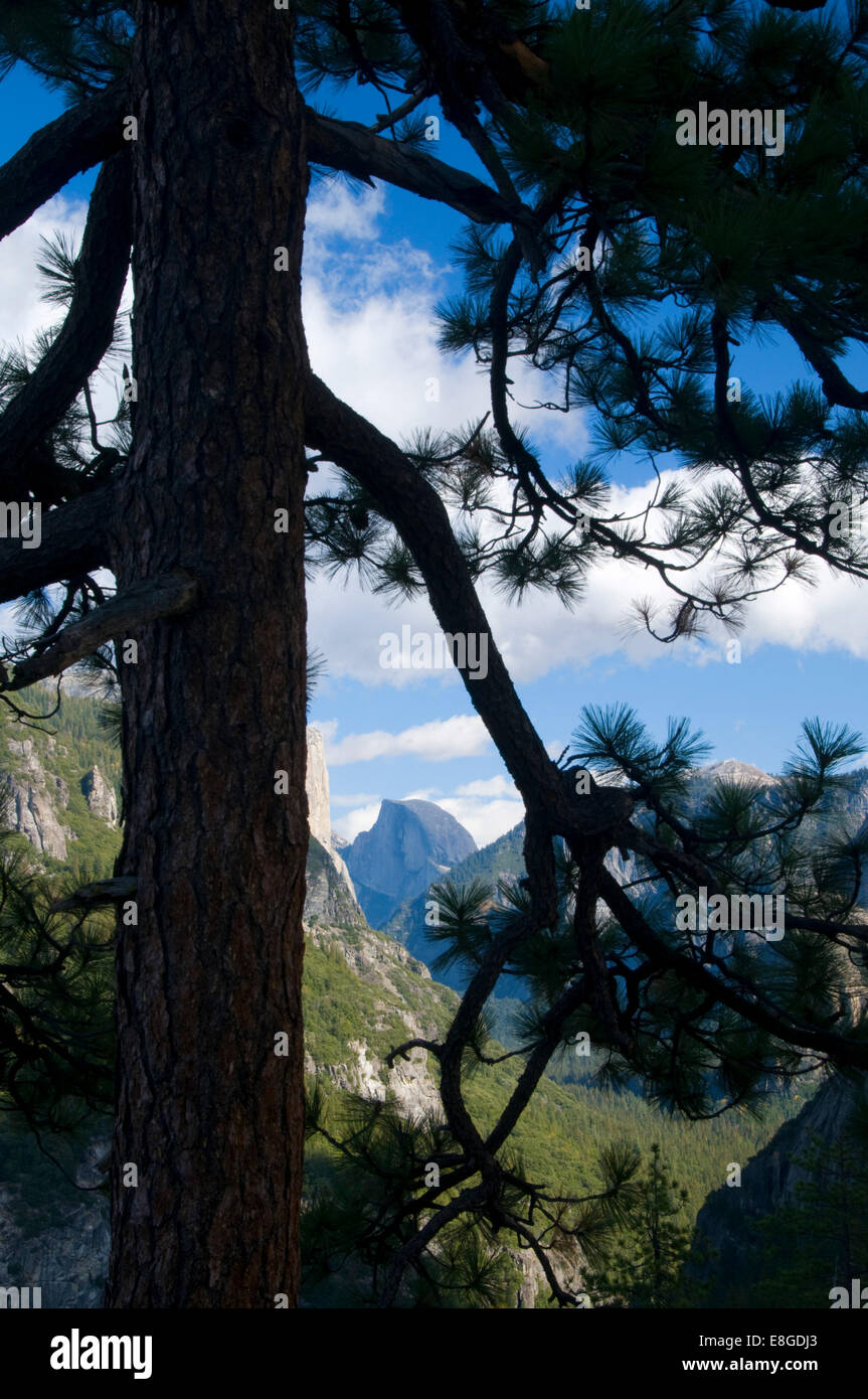 Half Dome through pine from Turtleback Dome, Yosemite National Park ...