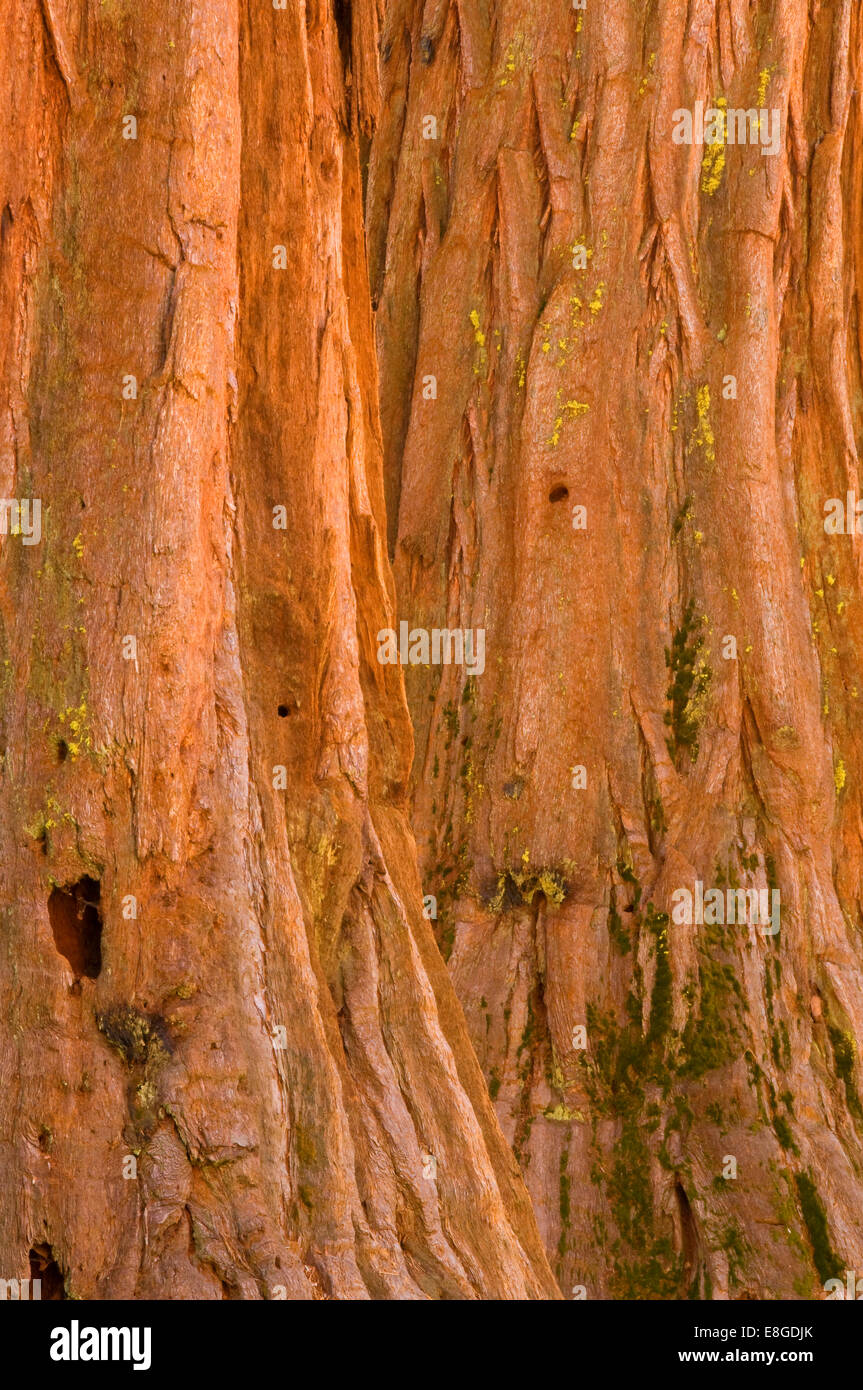 Sequoia trunk at Mariposa Grove, Yosemite National Park, California ...