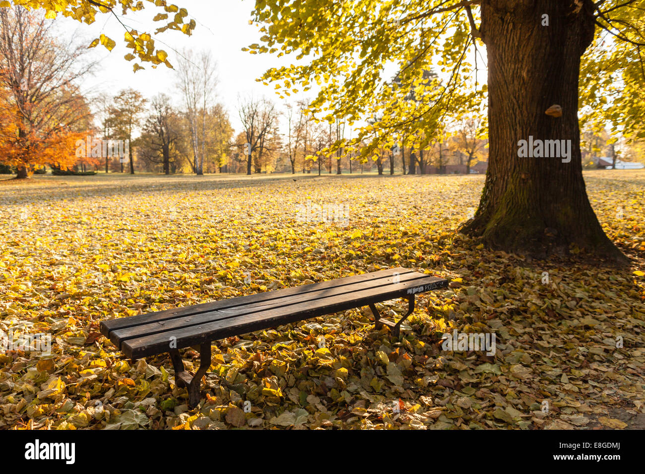 Lonely wooden bench in autumn park under leaves located in Lancut ...
