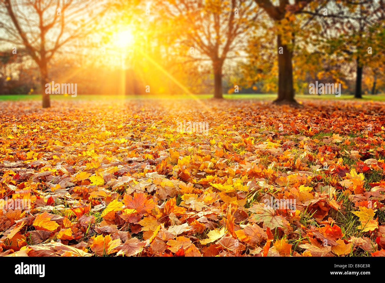 Sunny autumn foliage Stock Photo - Alamy