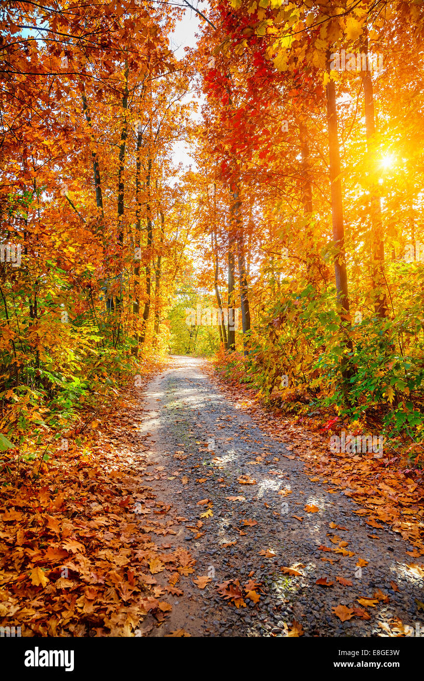 An autumn forest hi-res stock photography and images - Alamy