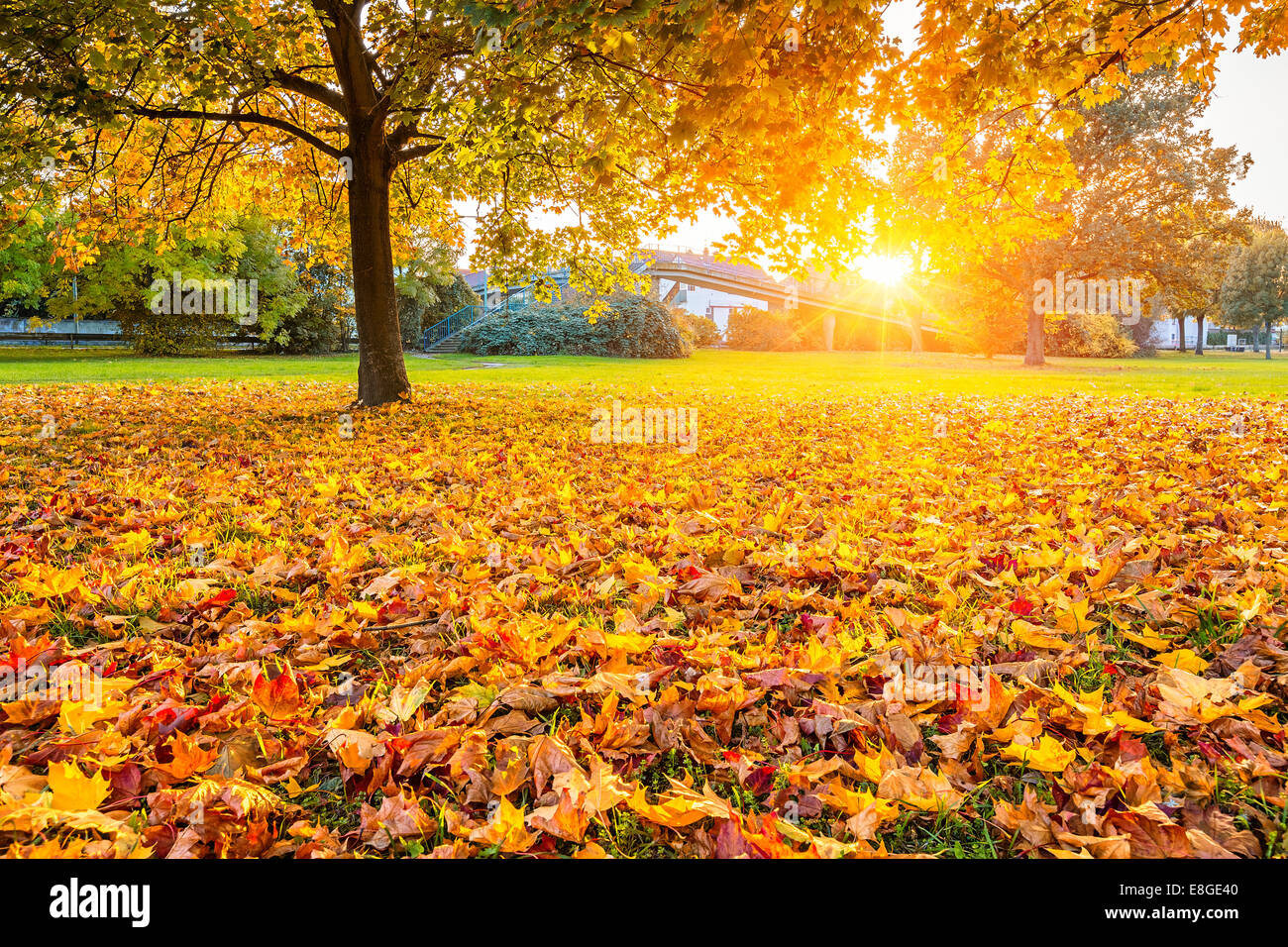 Sunny autumn foliage Stock Photo - Alamy