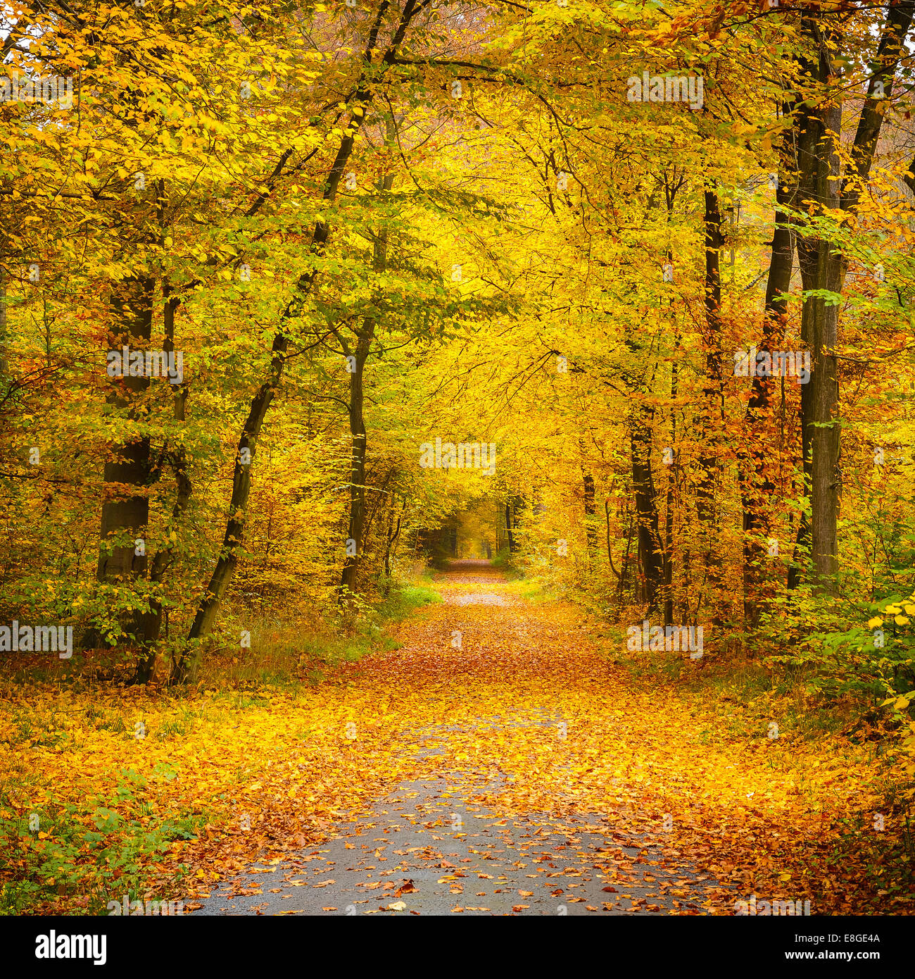 Germany autumn landscape hi-res stock photography and images - Alamy