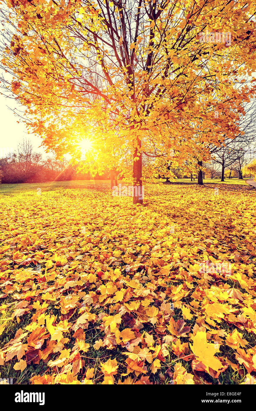 Sunny autumn foliage Stock Photo - Alamy