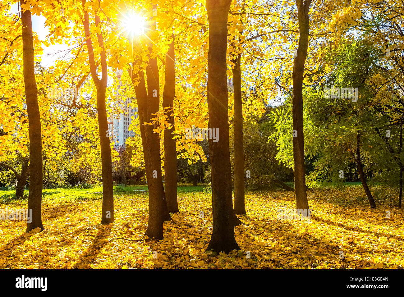 Sunny autumn park Stock Photo - Alamy