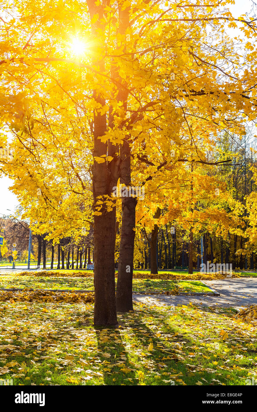 Tree in sunny autumn park Stock Photo - Alamy