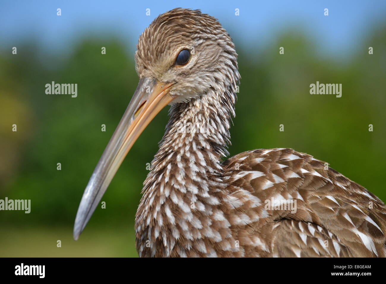 Bird everglades hi-res stock photography and images - Alamy