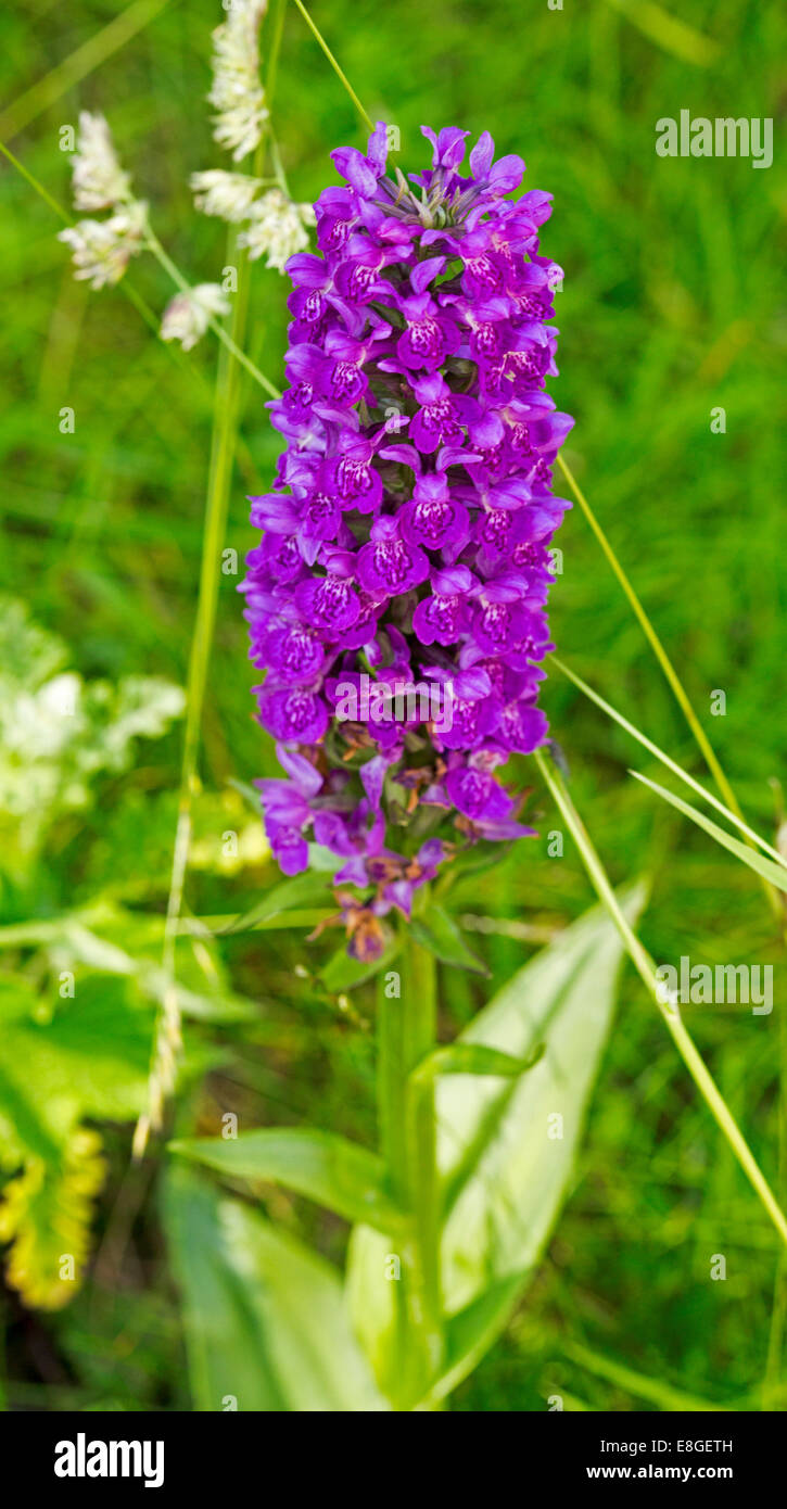 Purple wild marsh flowers growing High Resolution Stock Photography and ...