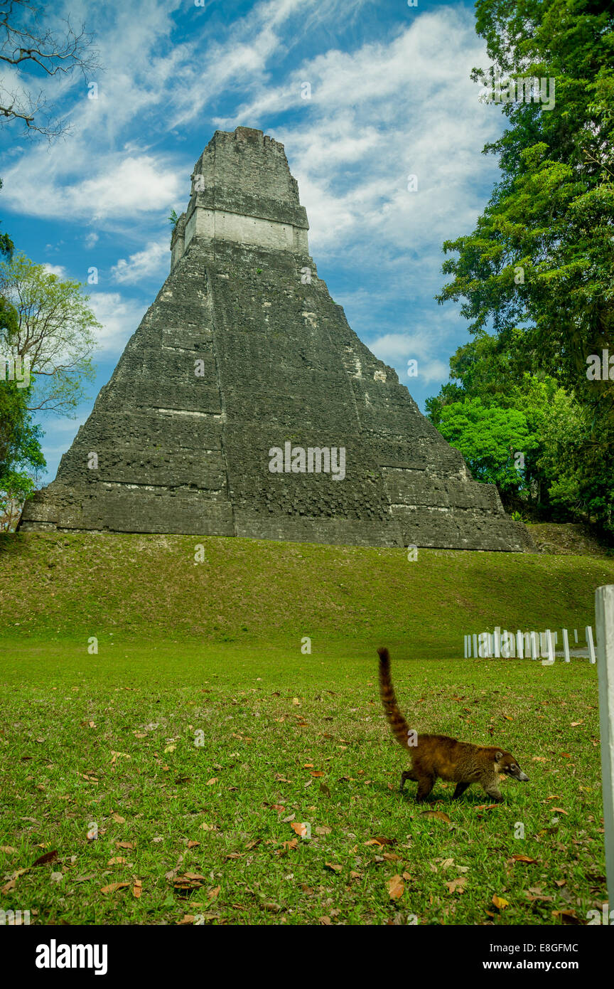 Tikal animals hi-res stock photography and images - Alamy