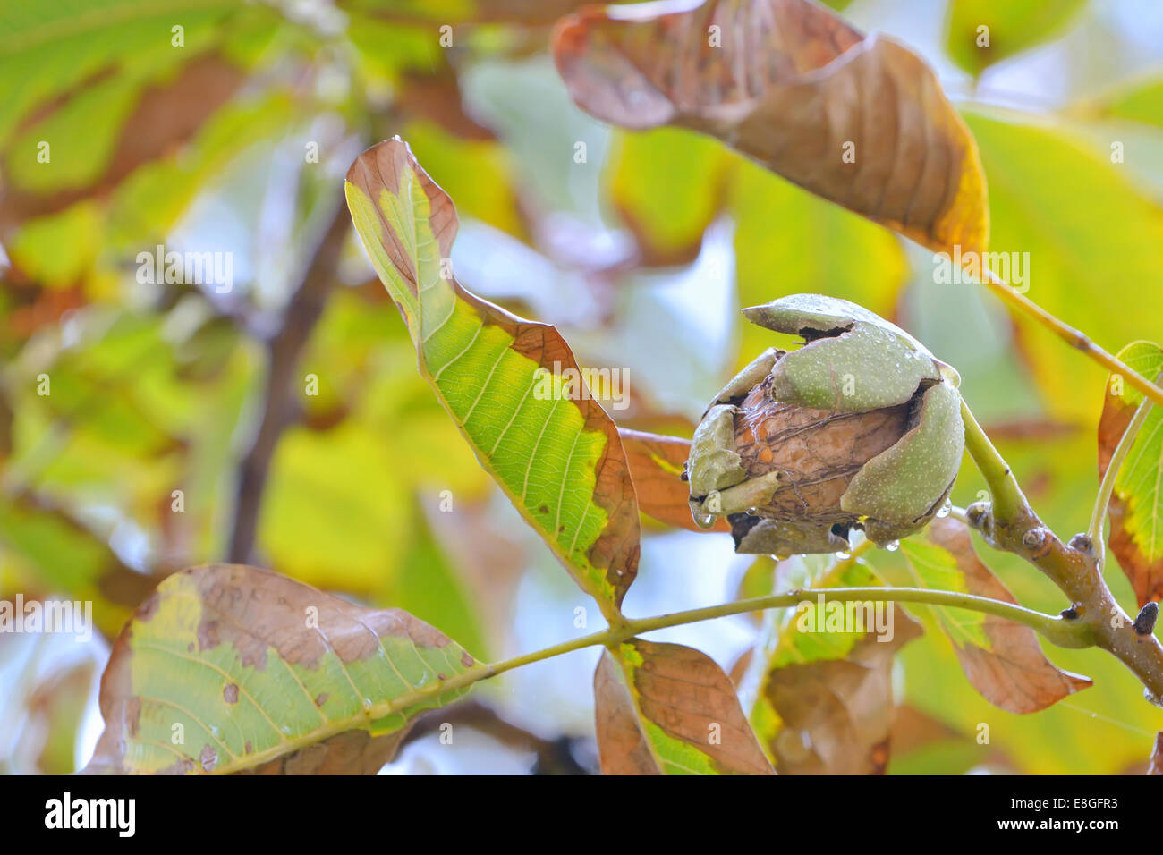 ripe walnut on a tree after rain Stock Photo - Alamy