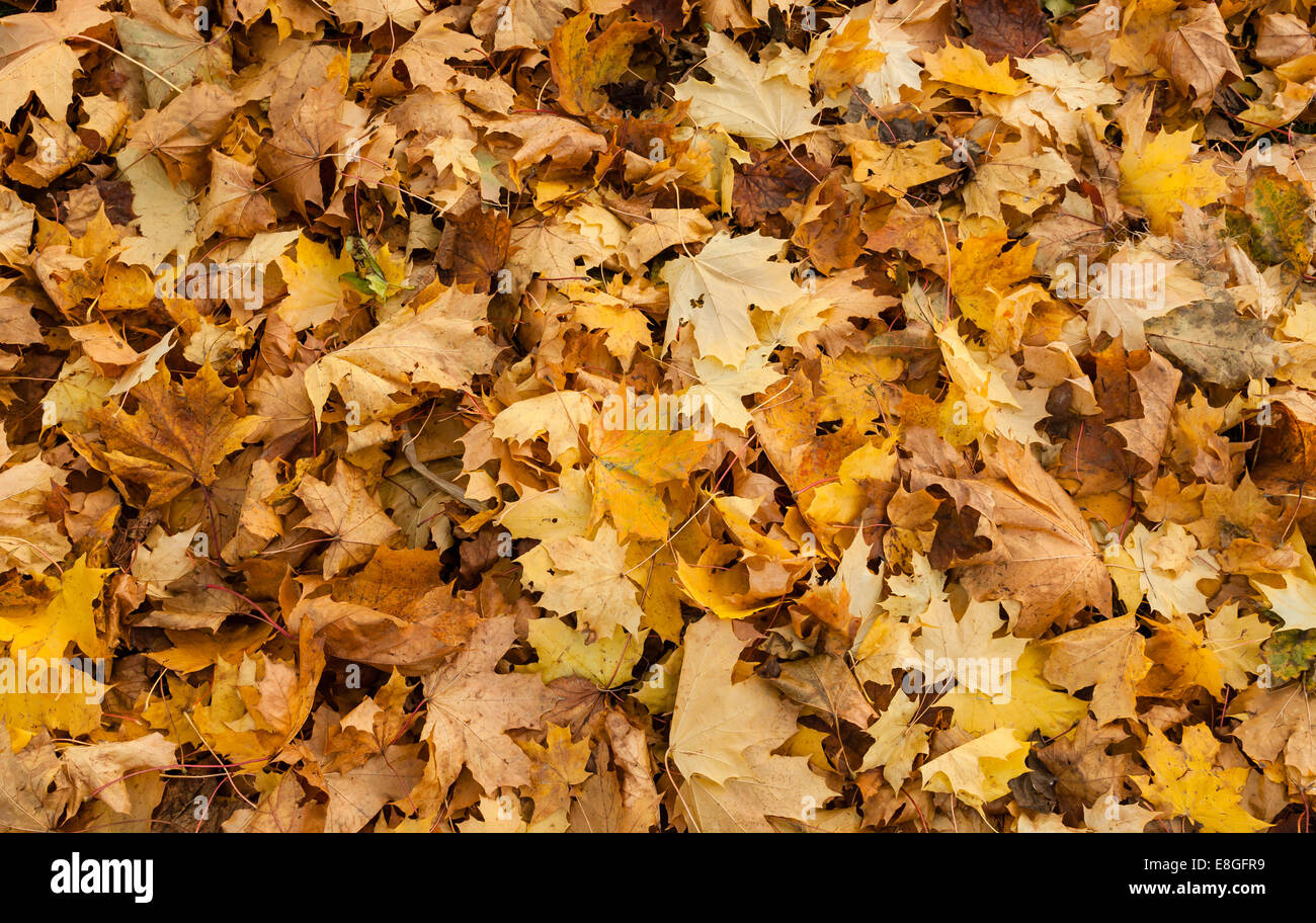 Yellow autumn leaves background outdoor pattern Stock Photo - Alamy