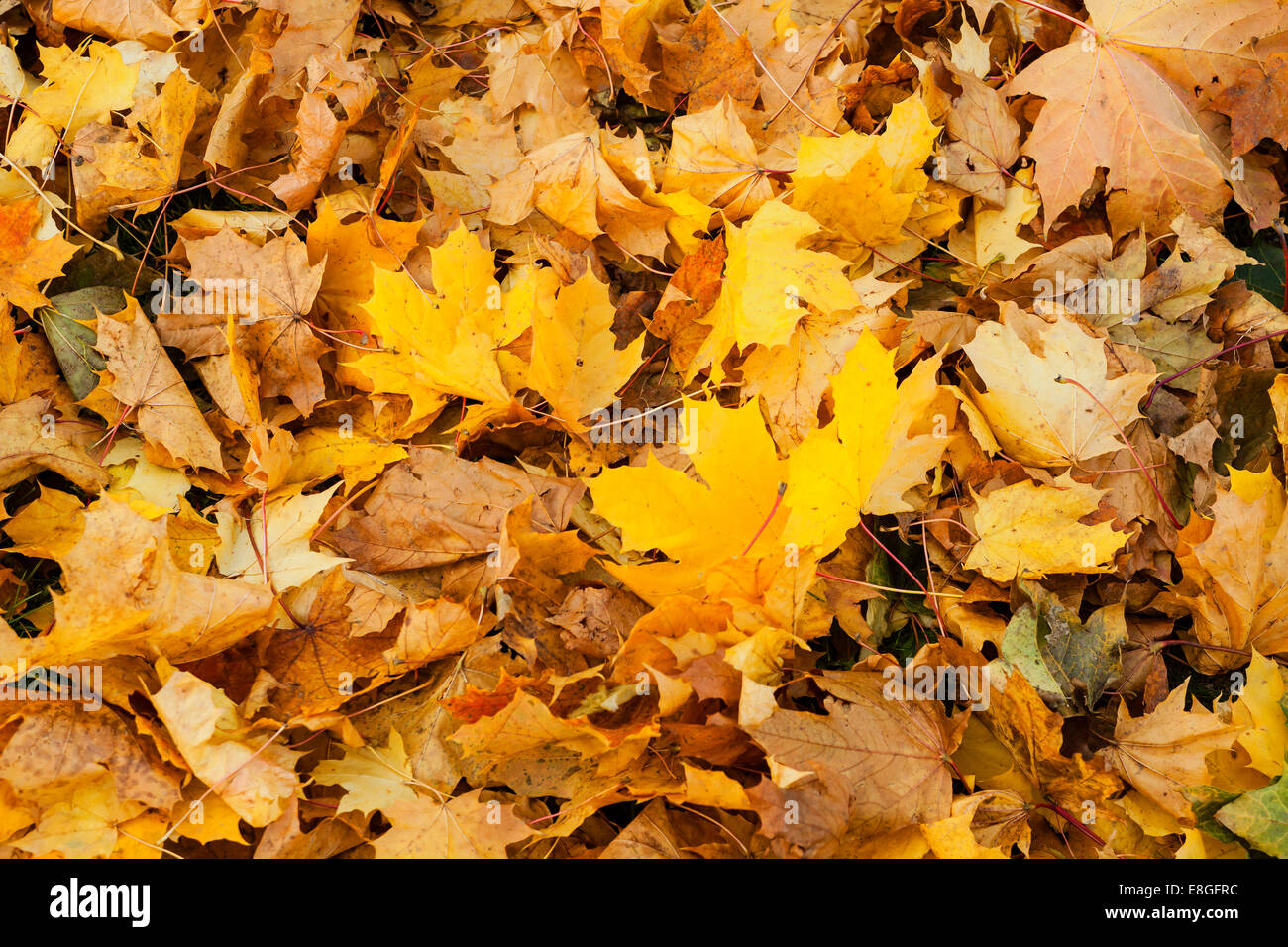 Autumn yellow leaves background pattern in park Stock Photo - Alamy