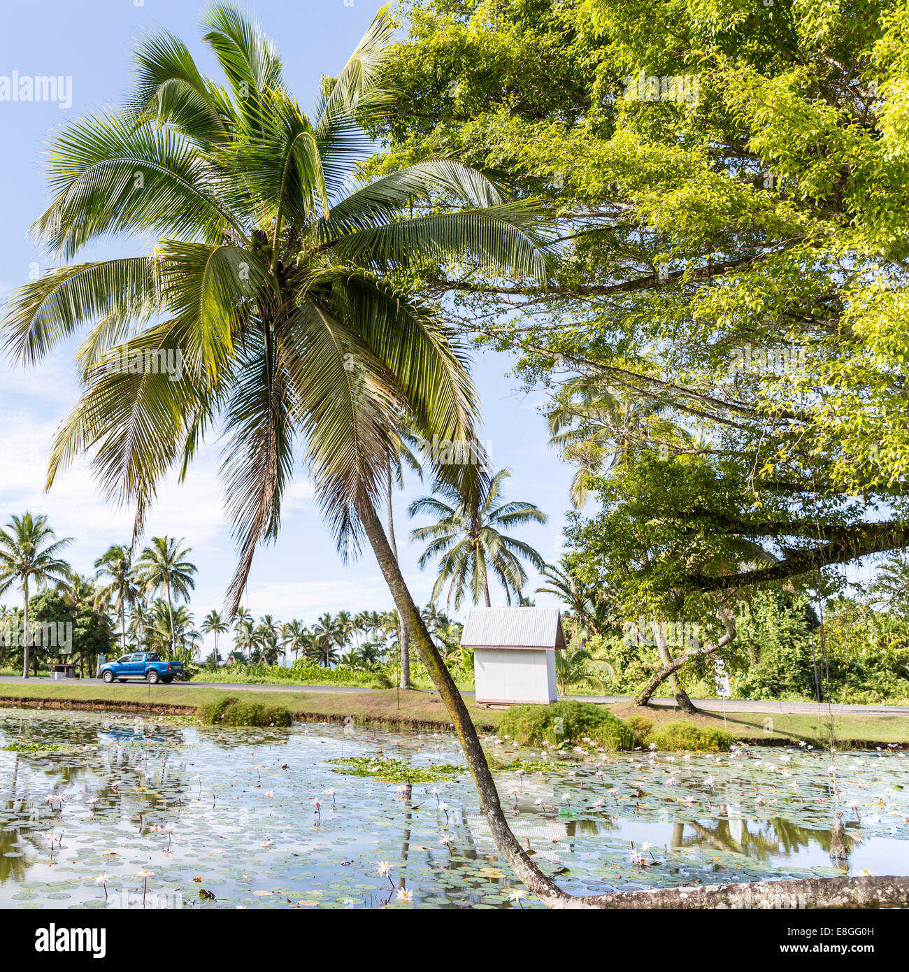 Fiji Fruit Trees
