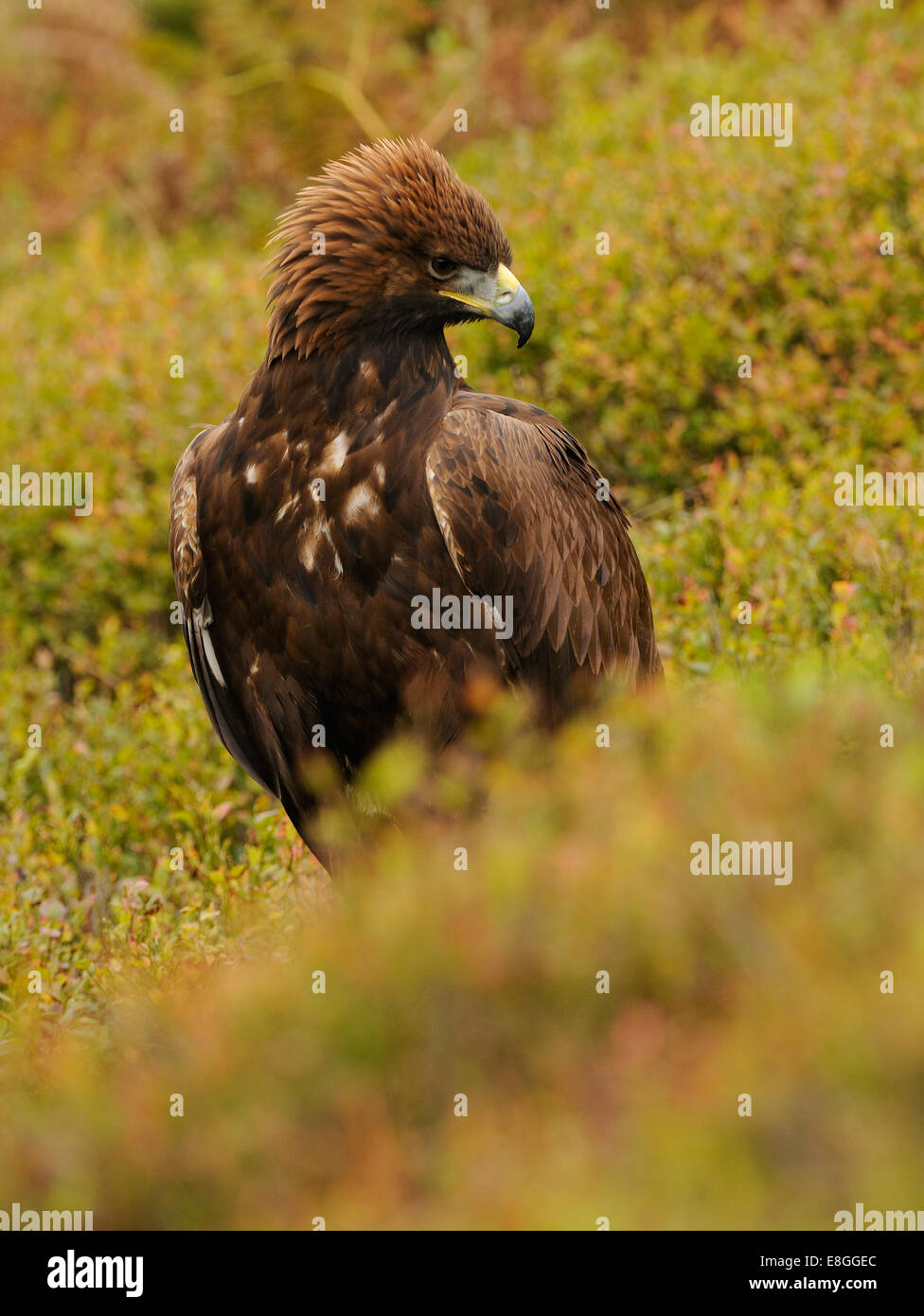 Golden Eagle, in the middle of autumn colored vegetation showing off ...