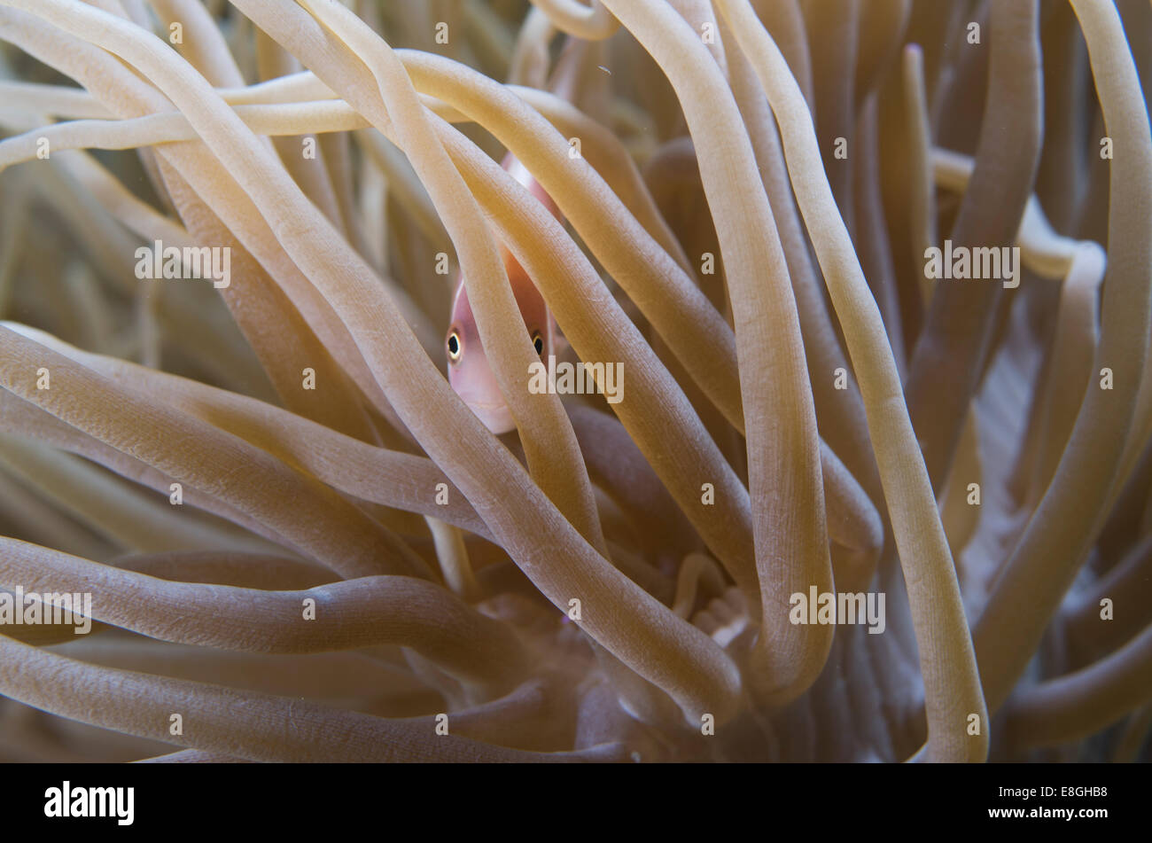 Clownfish / Anemone fish hiding in an anemone off the coast of Okinawa ...
