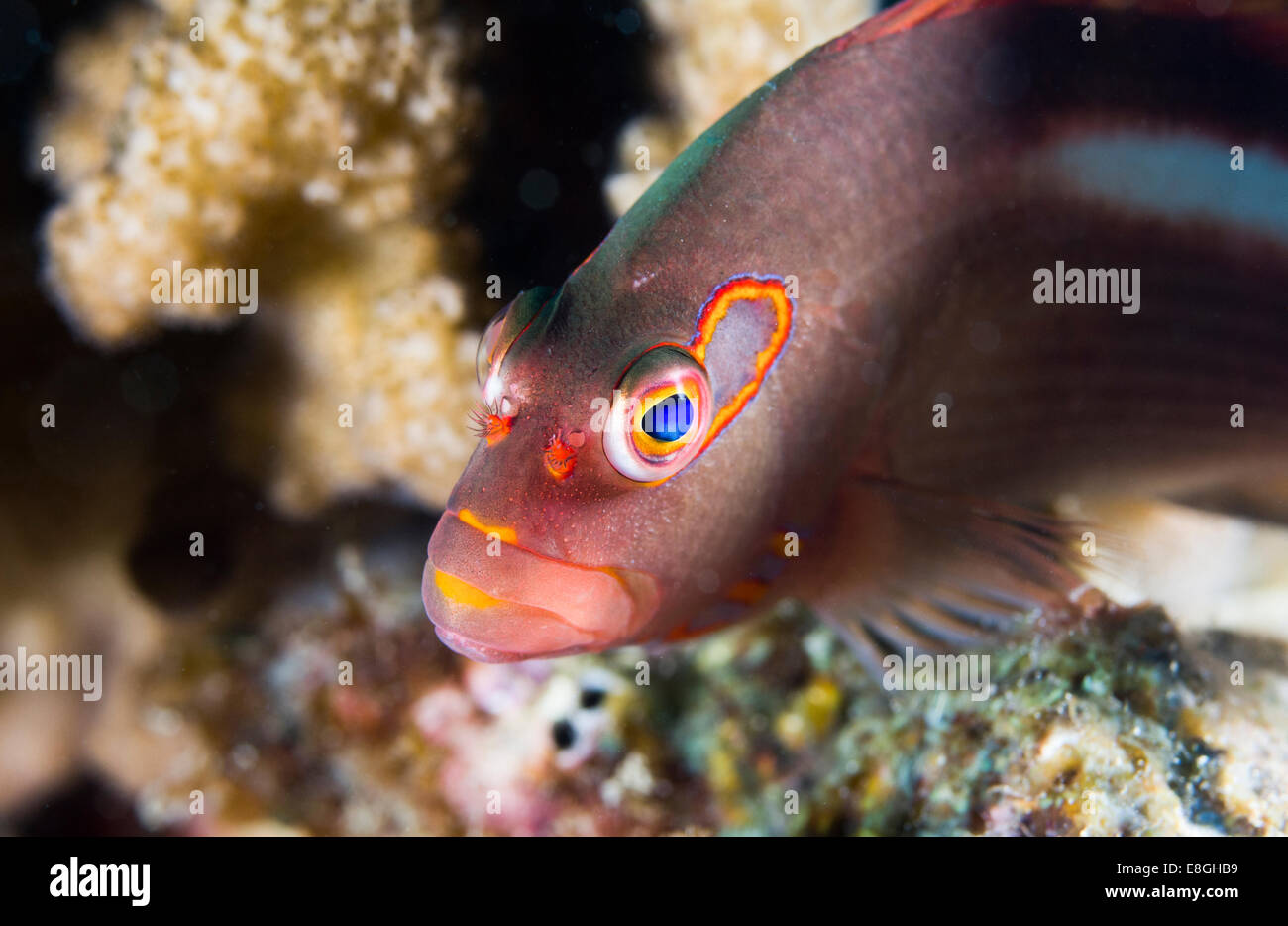 Arc-Eye Hawkfish ( Paracirrhites arcatus ) Maeda Point, Okinawa, Japan ...