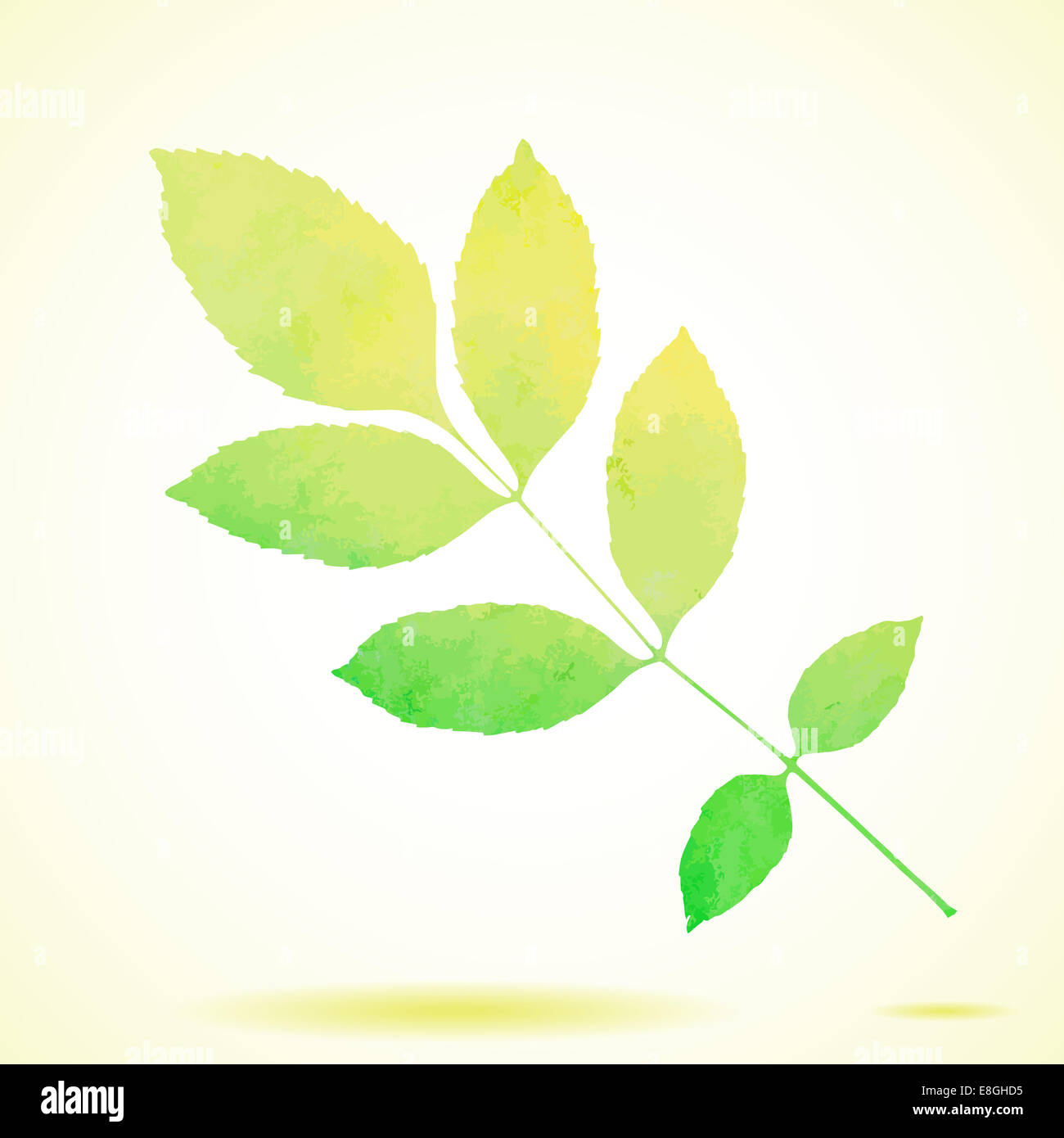 Green watercolor painted vector ash tree leaf Stock Photo - Alamy