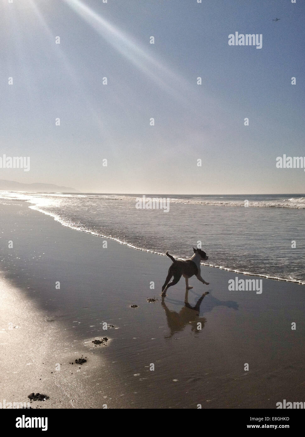 Dog running on beach Stock Photo - Alamy