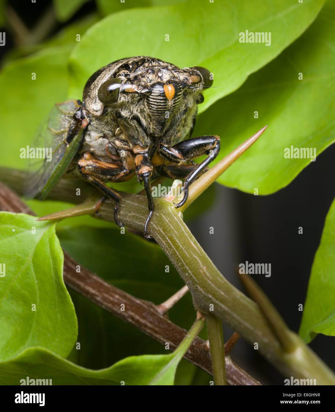 Cicada insect on tree close up / macro Stock Photo - Alamy