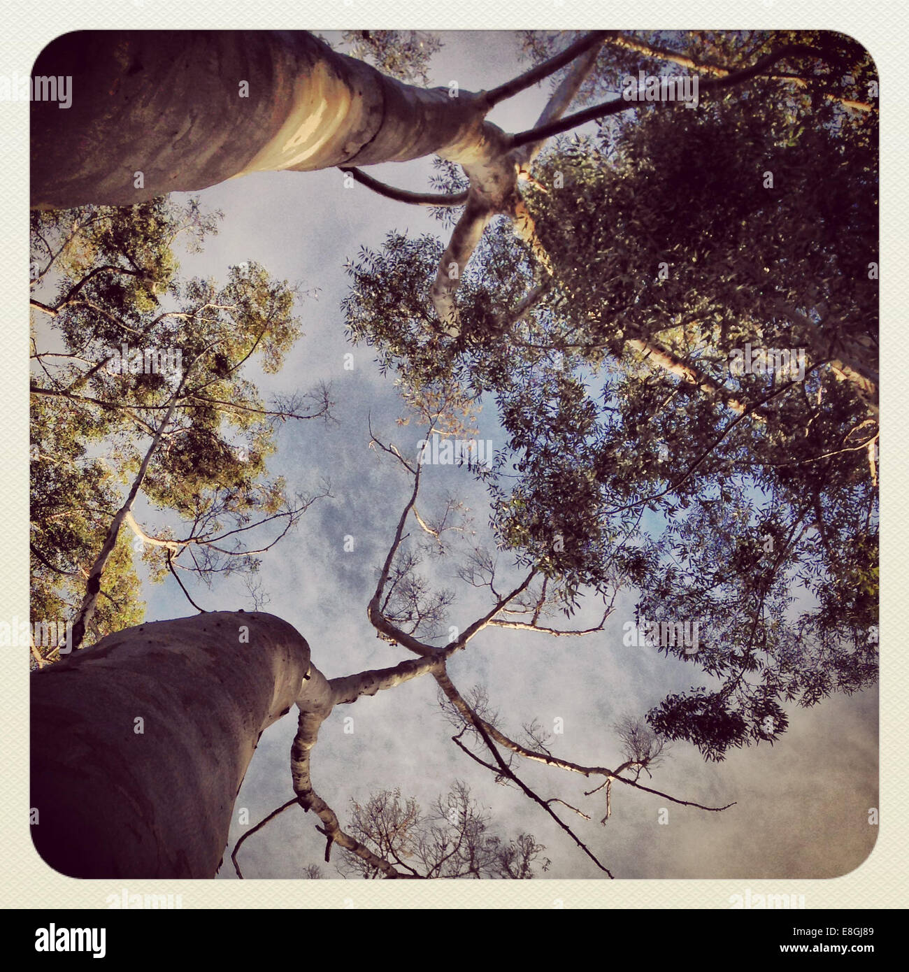 Low angle view of trees Stock Photo - Alamy