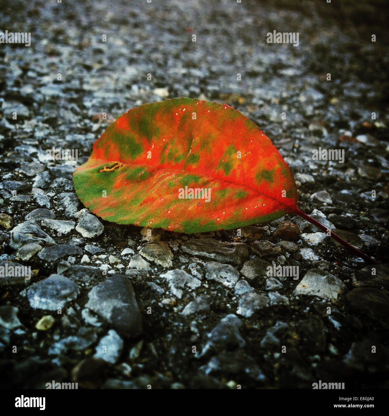 Close-up of leaf on ground Stock Photo - Alamy