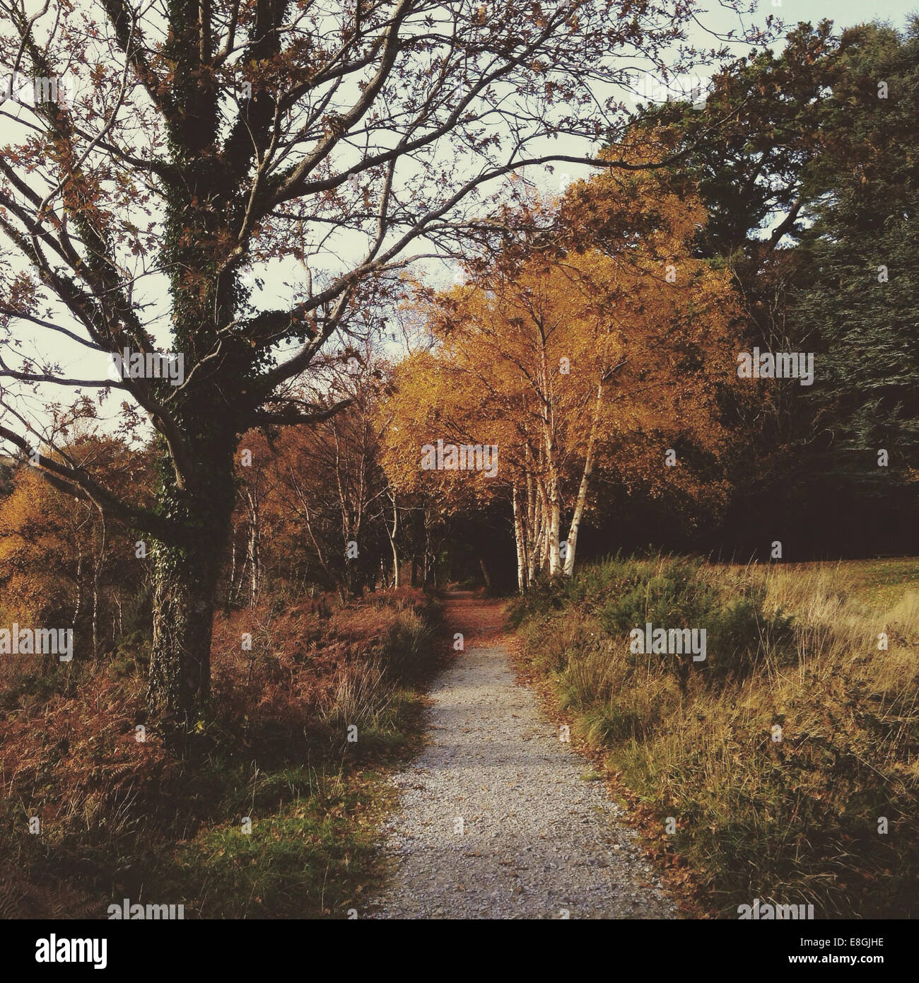 Killarney national forest hi-res stock photography and images - Alamy