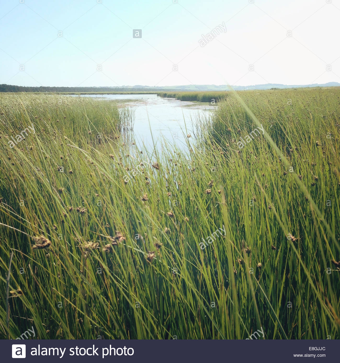 Long Grass Stock Photos & Long Grass Stock Images - Alamy