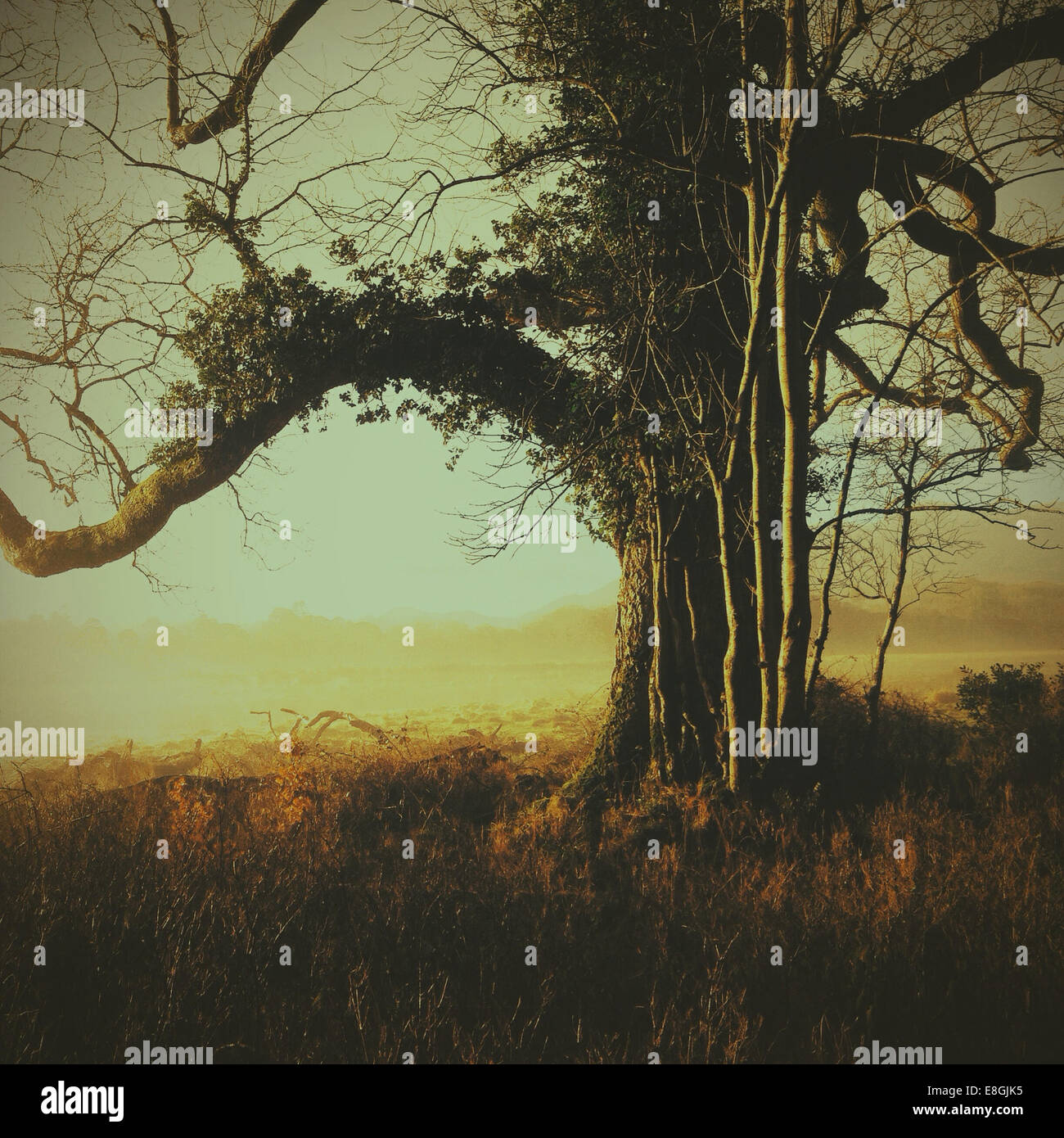 Tree in Killarney National Park, Munster, County Kerry, Ireland Stock ...