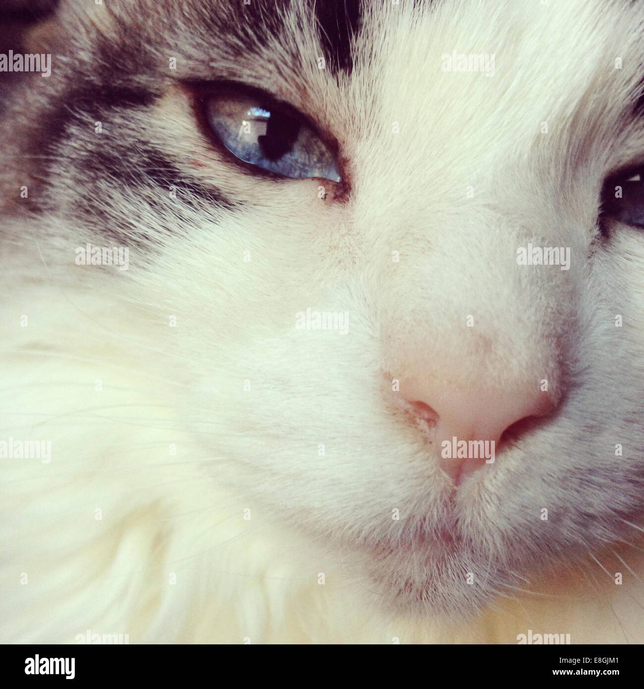 Portrait he cat hi-res stock photography and images - Alamy