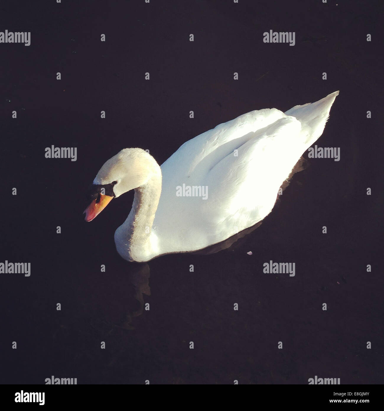 Swan on water Stock Photo - Alamy