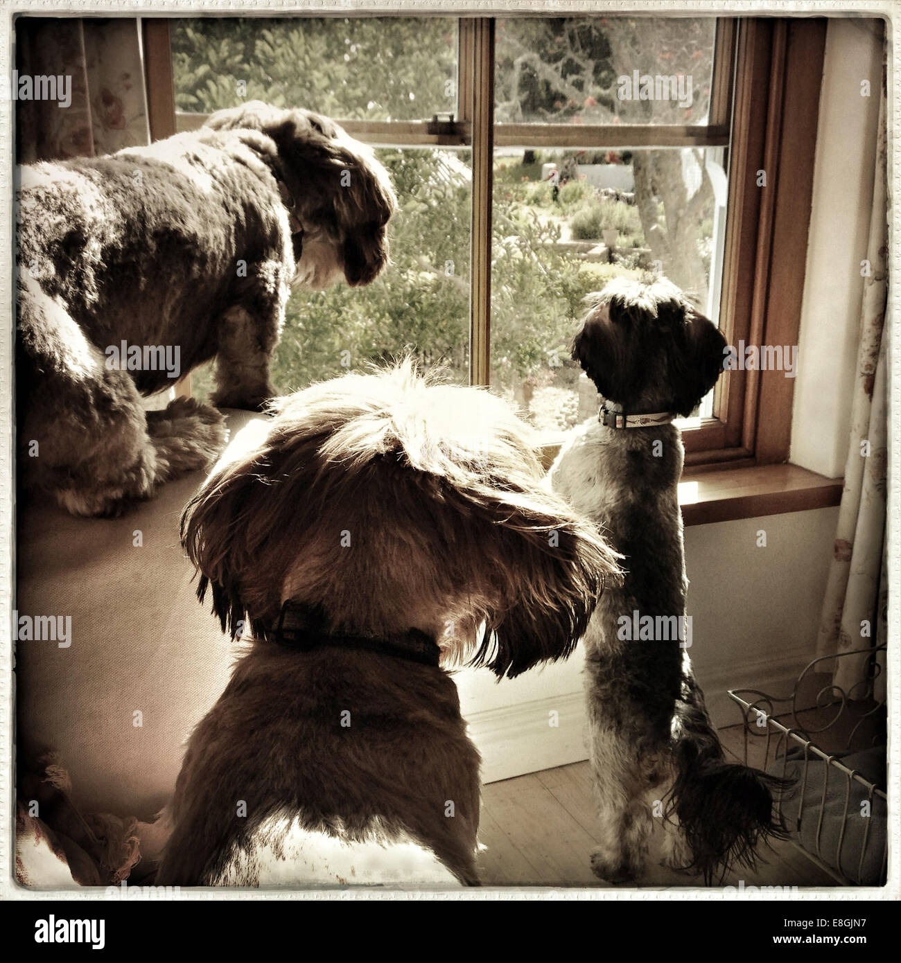 Three Dogs looking out of a window Stock Photo - Alamy