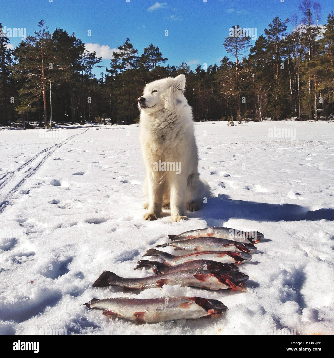 How Do Dogs Catch Fish