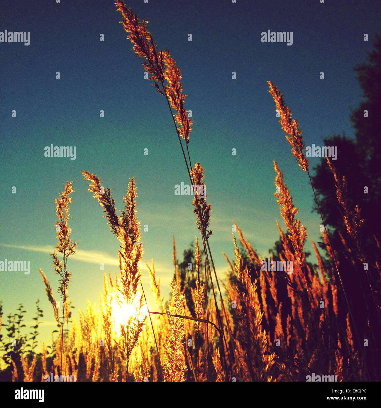 Image of wild grass hi-res stock photography and images - Alamy