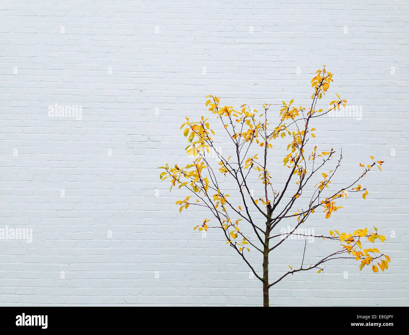 Tree and white wall hi-res stock photography and images - Alamy