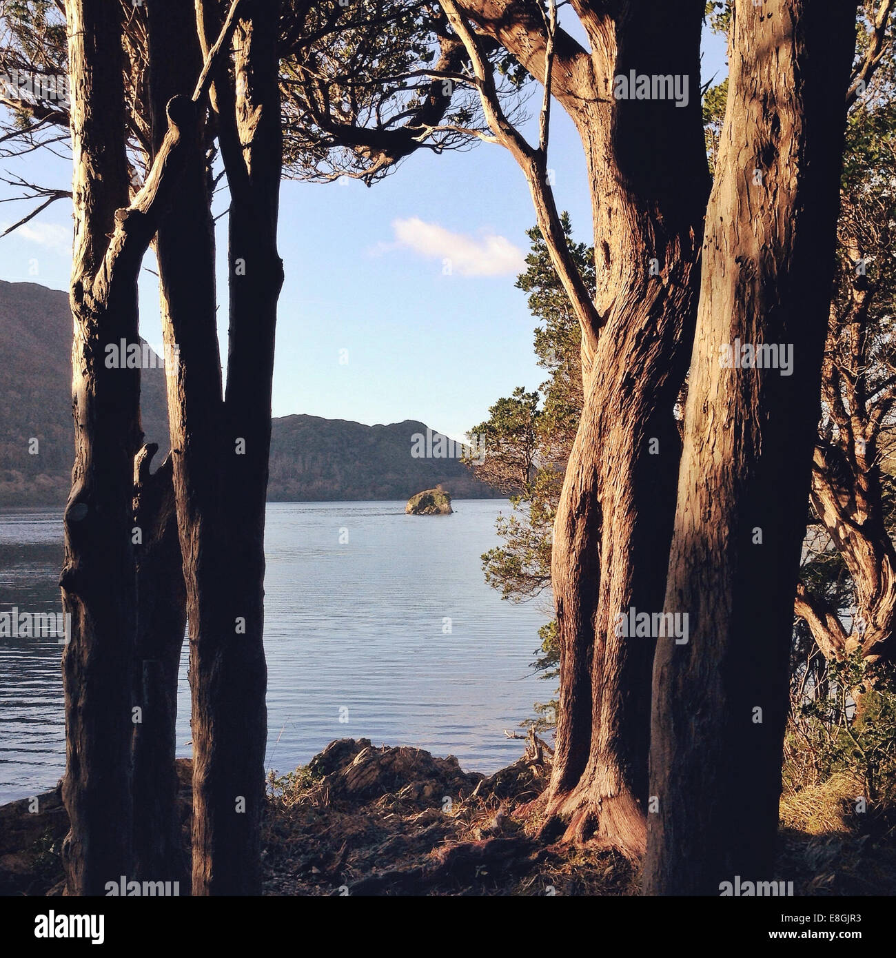 Ireland, Munster Province, County Kerry, Killarney, Trees and island ...