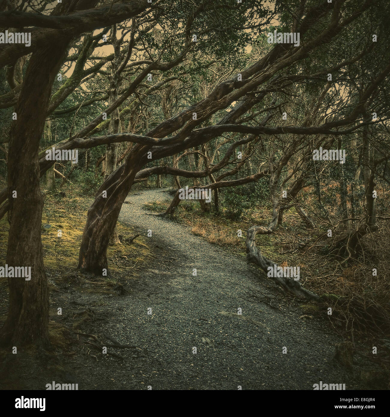 Treelined footpath through forest, Killarney National Park, County ...