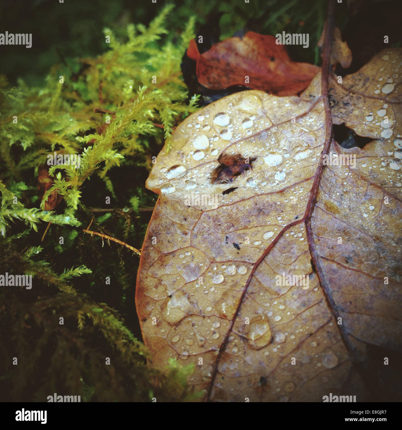 Close-up of autumn leaf with raindrops Stock Photo - Alamy