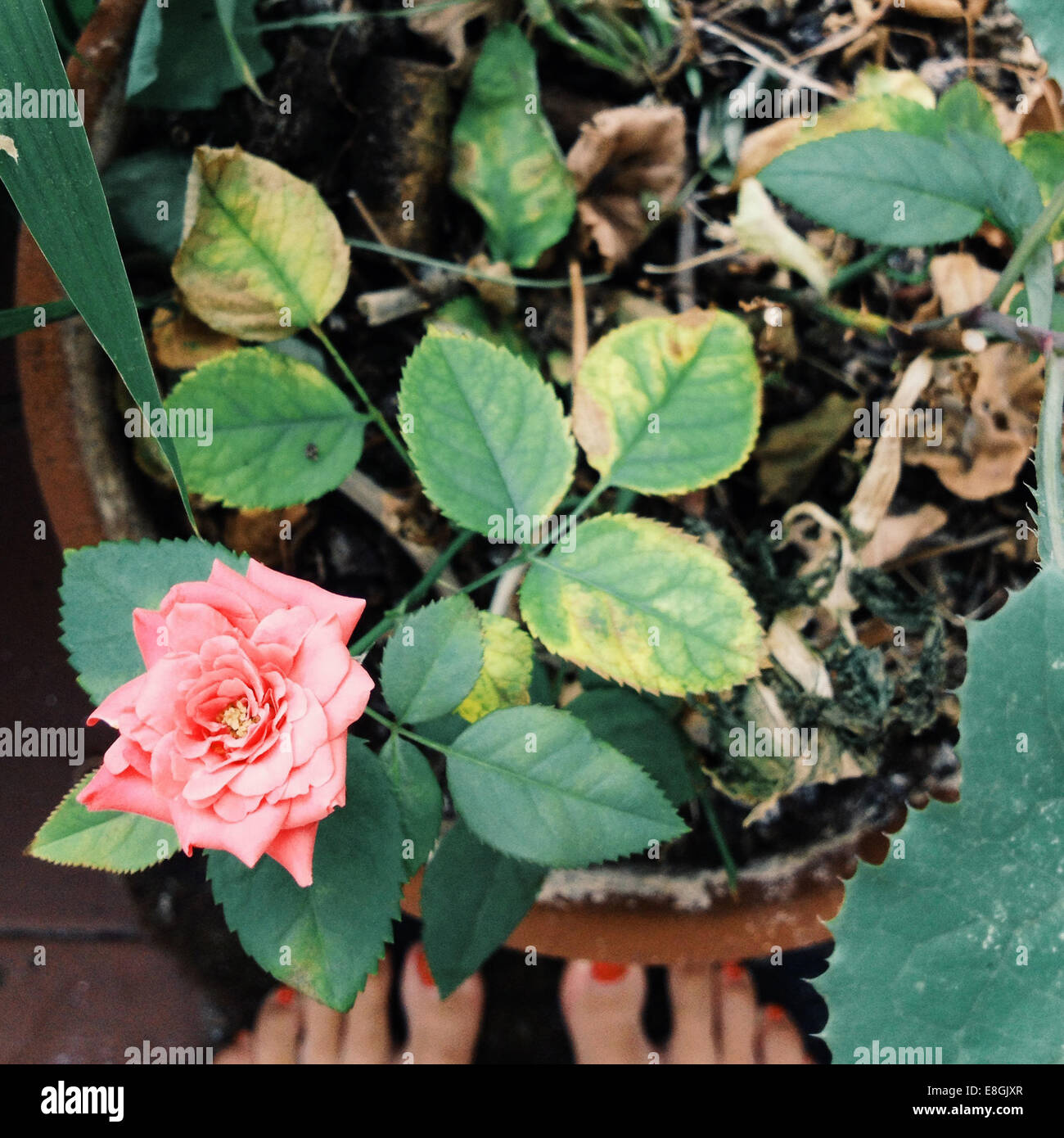 Spain, Catalonia, Barcelona, Elevated view of rose Stock Photo - Alamy