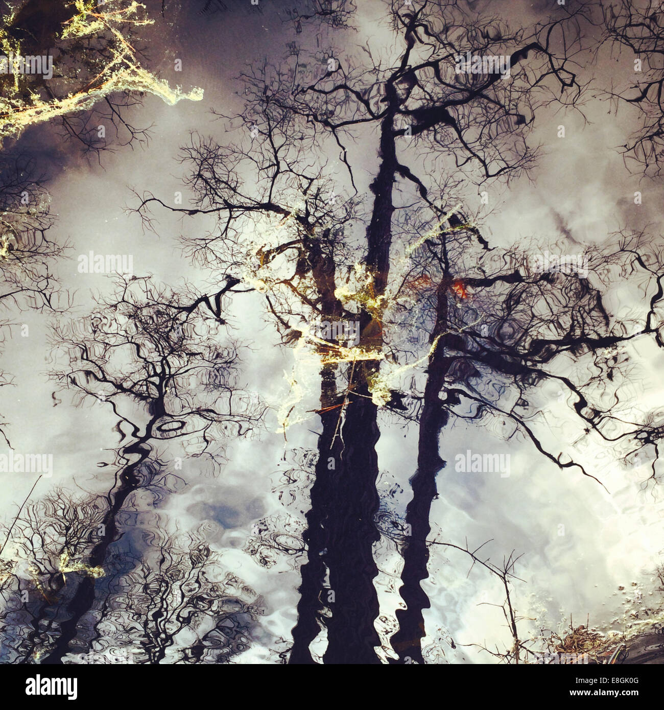 Reflection of pine trees, United States Stock Photo - Alamy