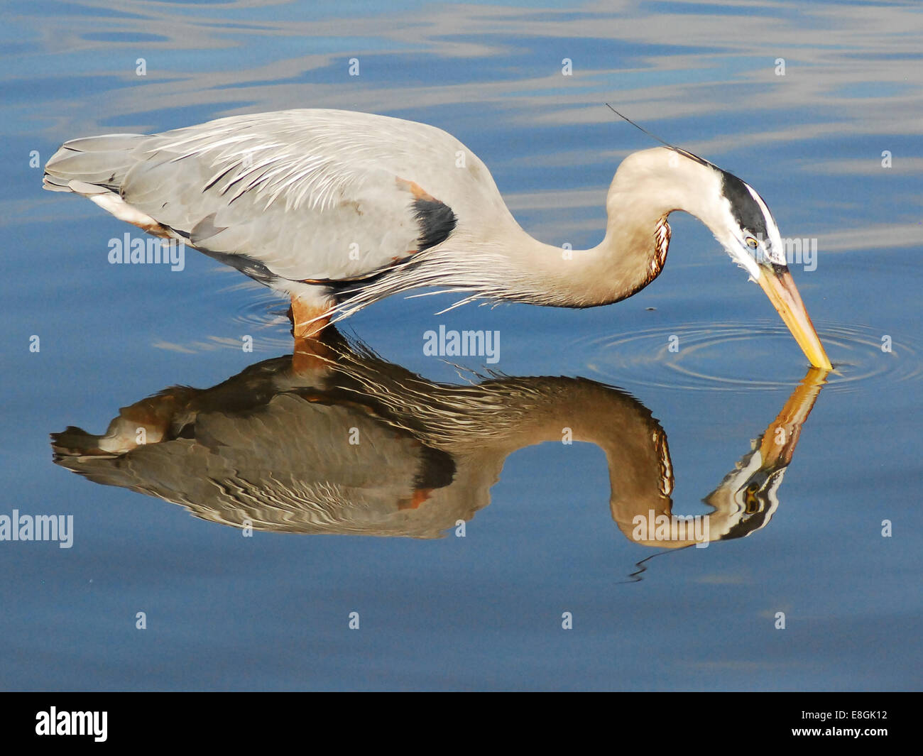 Blue egret hi-res stock photography and images - Alamy