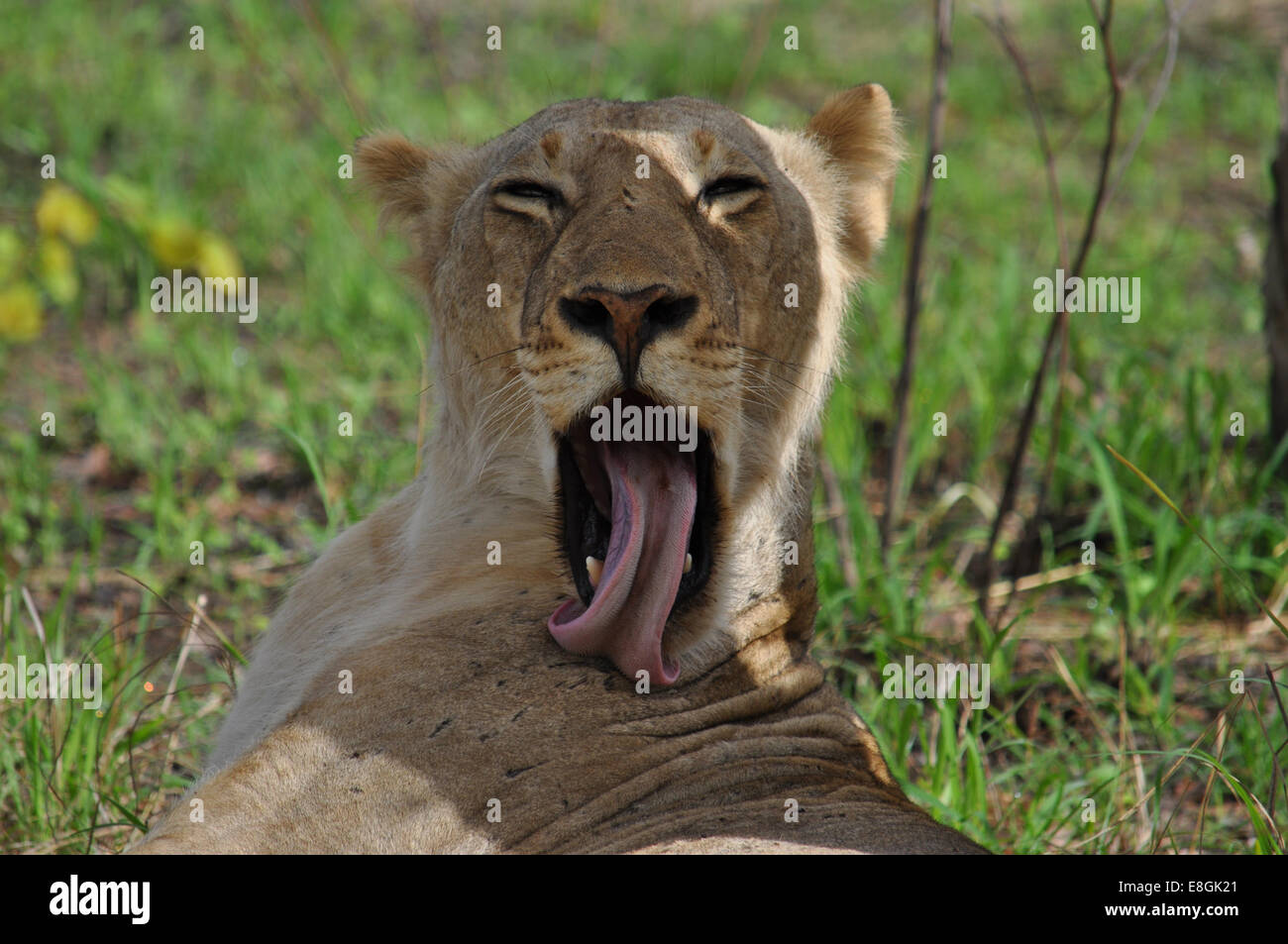 Selous Lion High Resolution Stock Photography and Images - Alamy