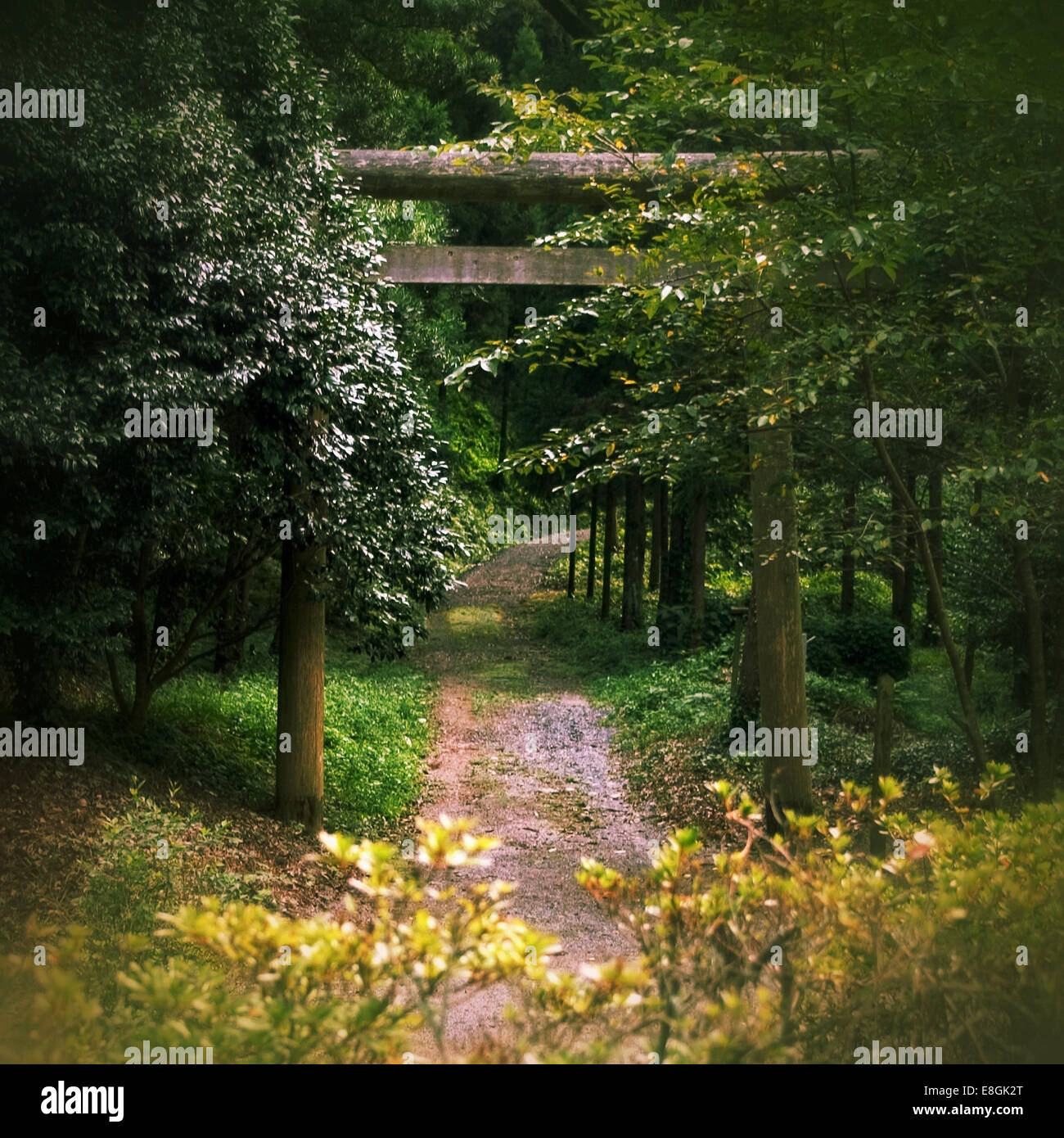 Torii over woodland footpath, Fukuoka, Japan Stock Photo - Alamy