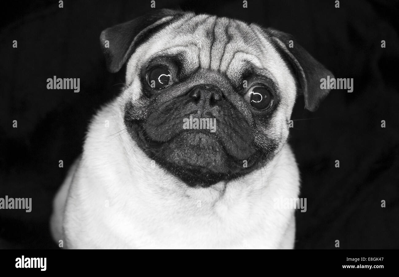 Cheerful pug hi-res stock photography and images - Alamy