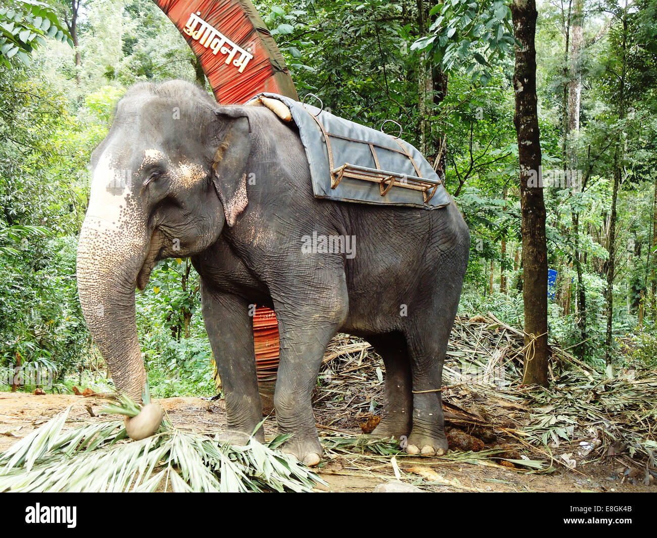 India, Kerala, Munnar, View of Tamed Elephant Stock Photo - Alamy
