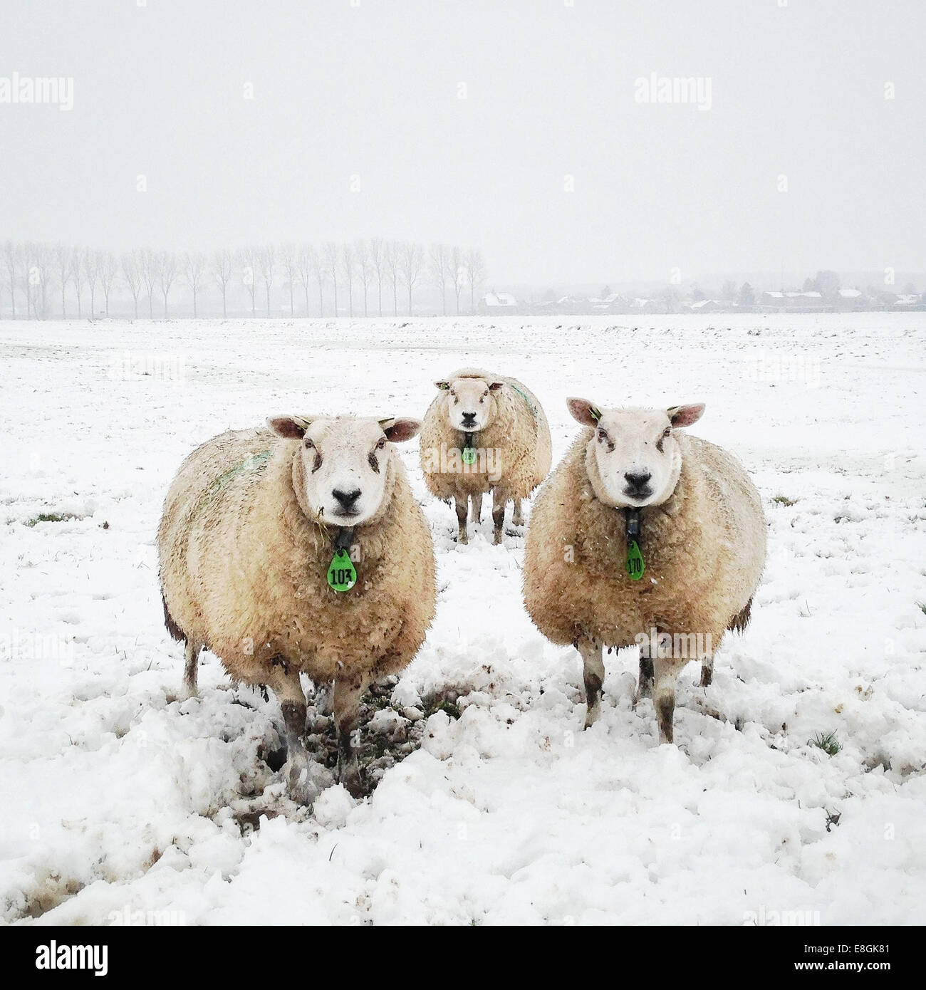 Cold Weather Funny Animals